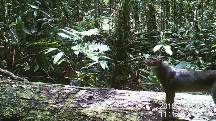 New population of the secretive bay cat discovered on Borneo - Borneo ...